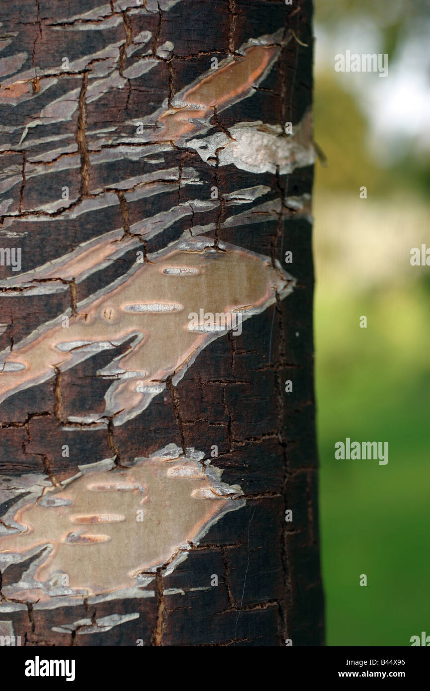Tree Bark Detail Stock Photo - Alamy