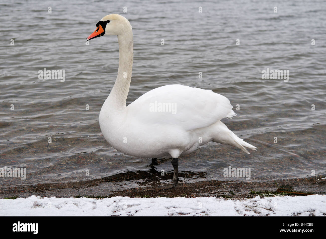 Swan Feet Stock Photos & Swan Feet Stock Images - Alamy