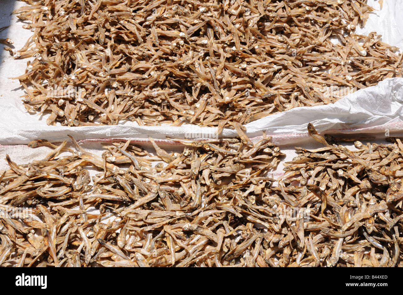 Small dried fish for sale at Hoi An fish market Vietnam Stock Photo - Alamy