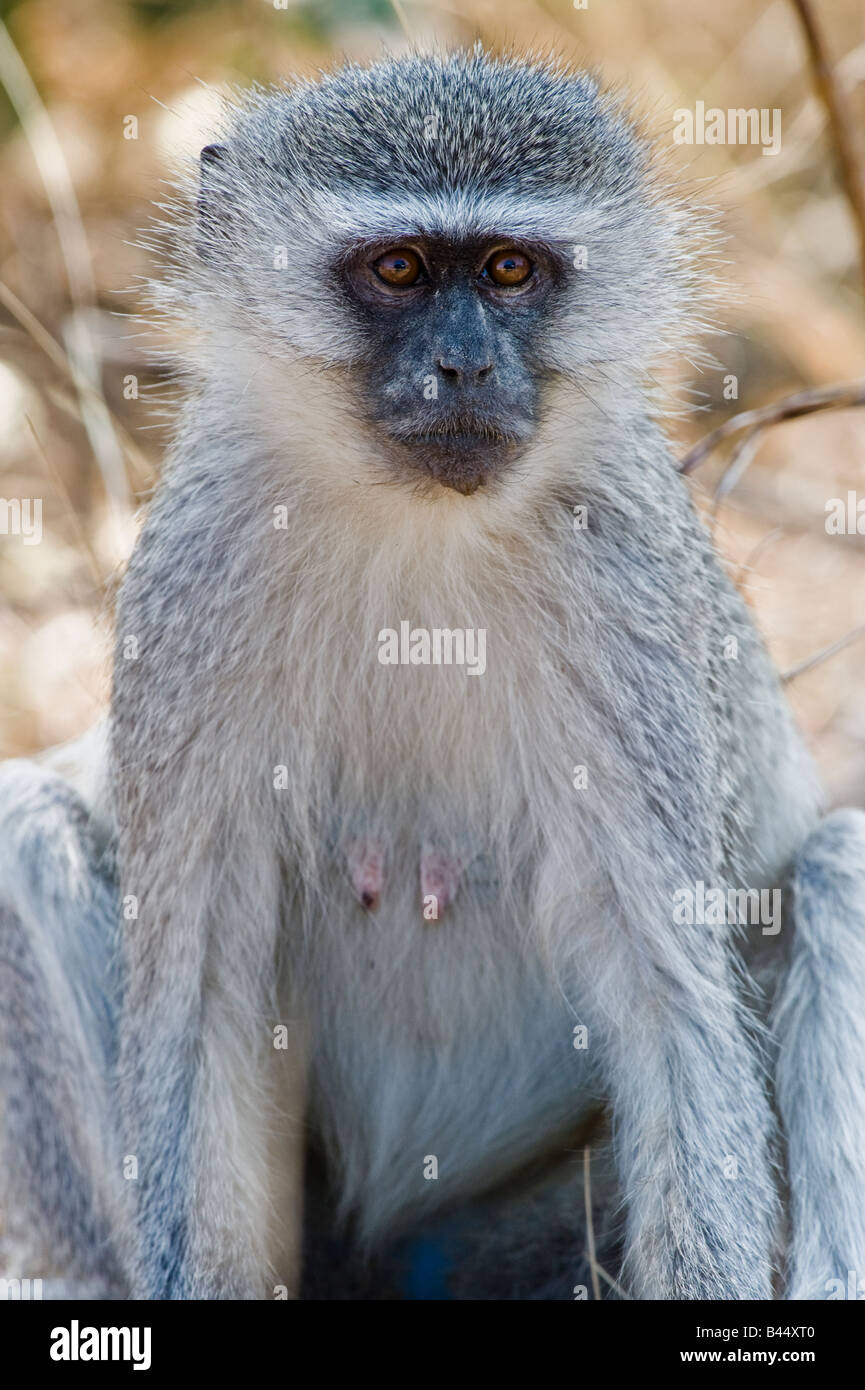 Portrait of a female velvet monkey. Kruger National Park, South Africa ...