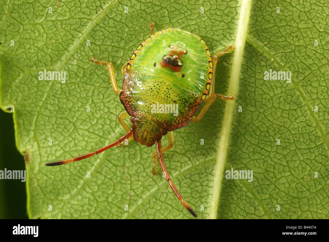 Shield bug on underside of a leaf Stock Photo - Alamy
