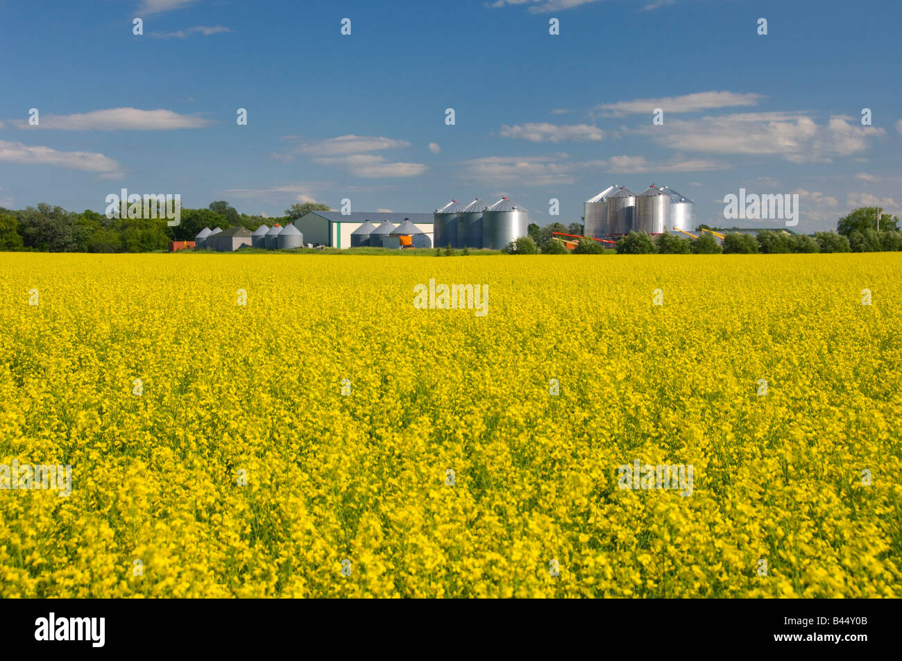 Farm and field of canola hi-res stock photography and images - Alamy