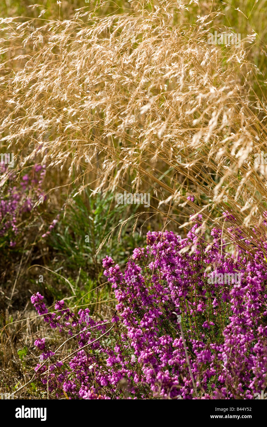 Pretty wild plants and flowers in the countryside Stock Photo - Alamy