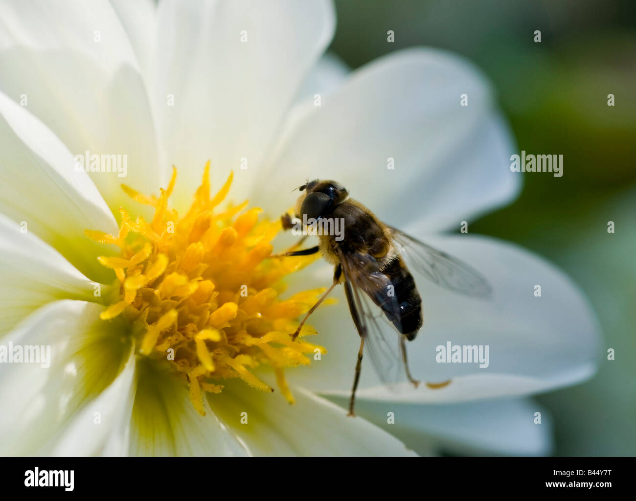 Hoverfly flower hi-res stock photography and images - Alamy