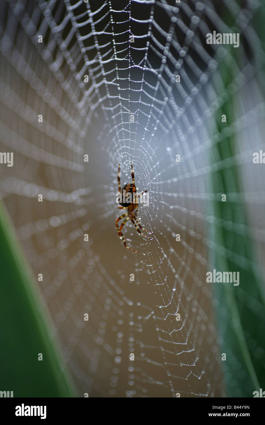 Head between her legs hi-res stock photography and images - Alamy