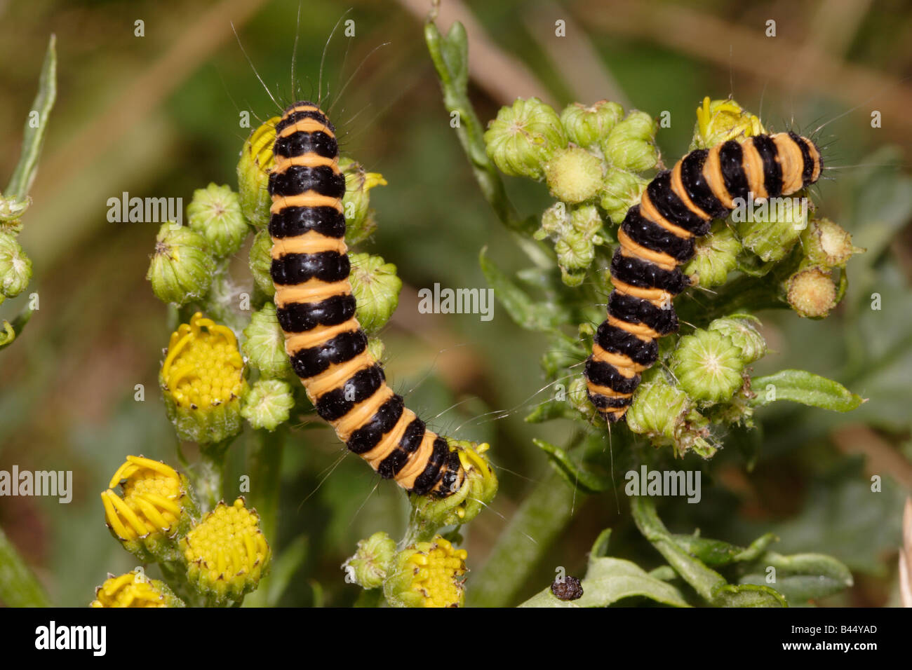 Moth larvae hi-res stock photography and images - Alamy