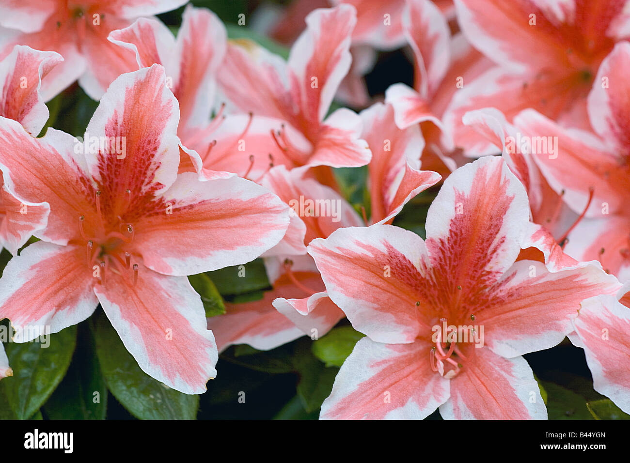 japanese azalea - blossoms Stock Photo - Alamy