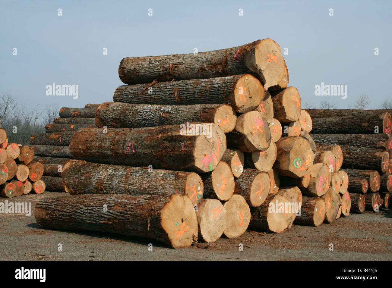Stacked Cut logs at Lumberyard Eastern United States Stock Photo - Alamy