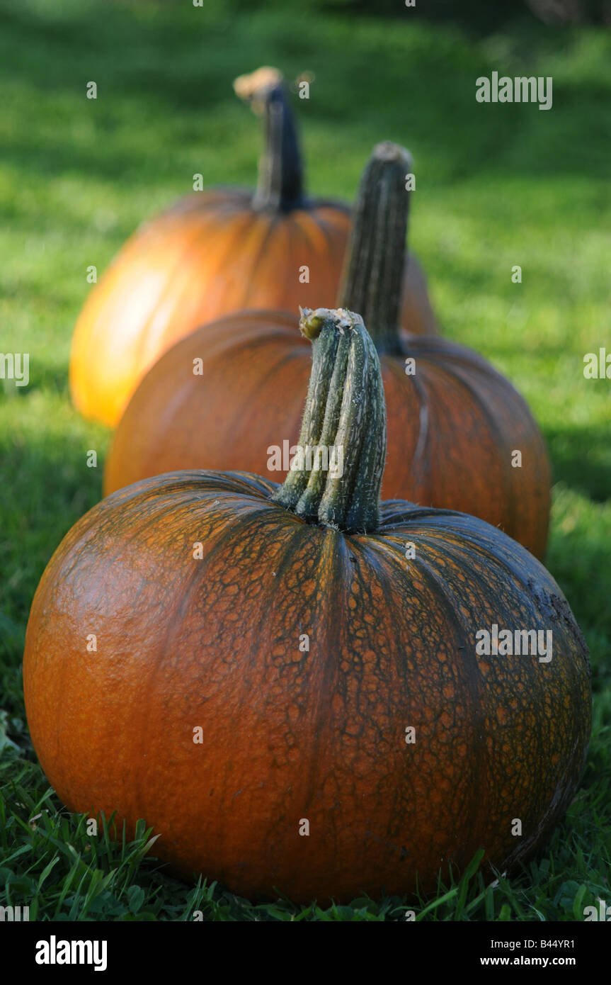 Tom fox hi-res stock photography and images - Alamy