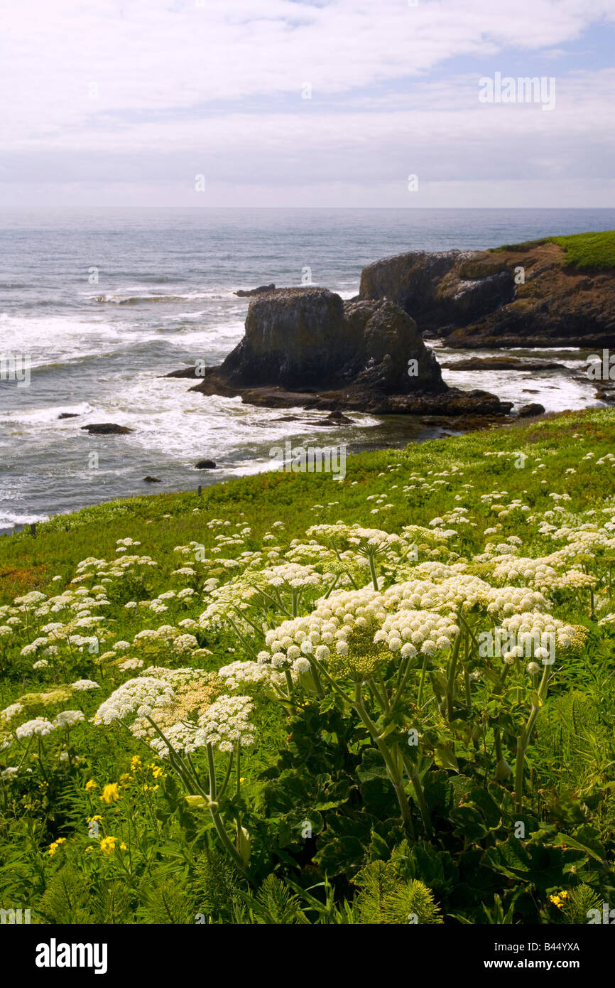 Oregon wildflowers hi-res stock photography and images - Alamy