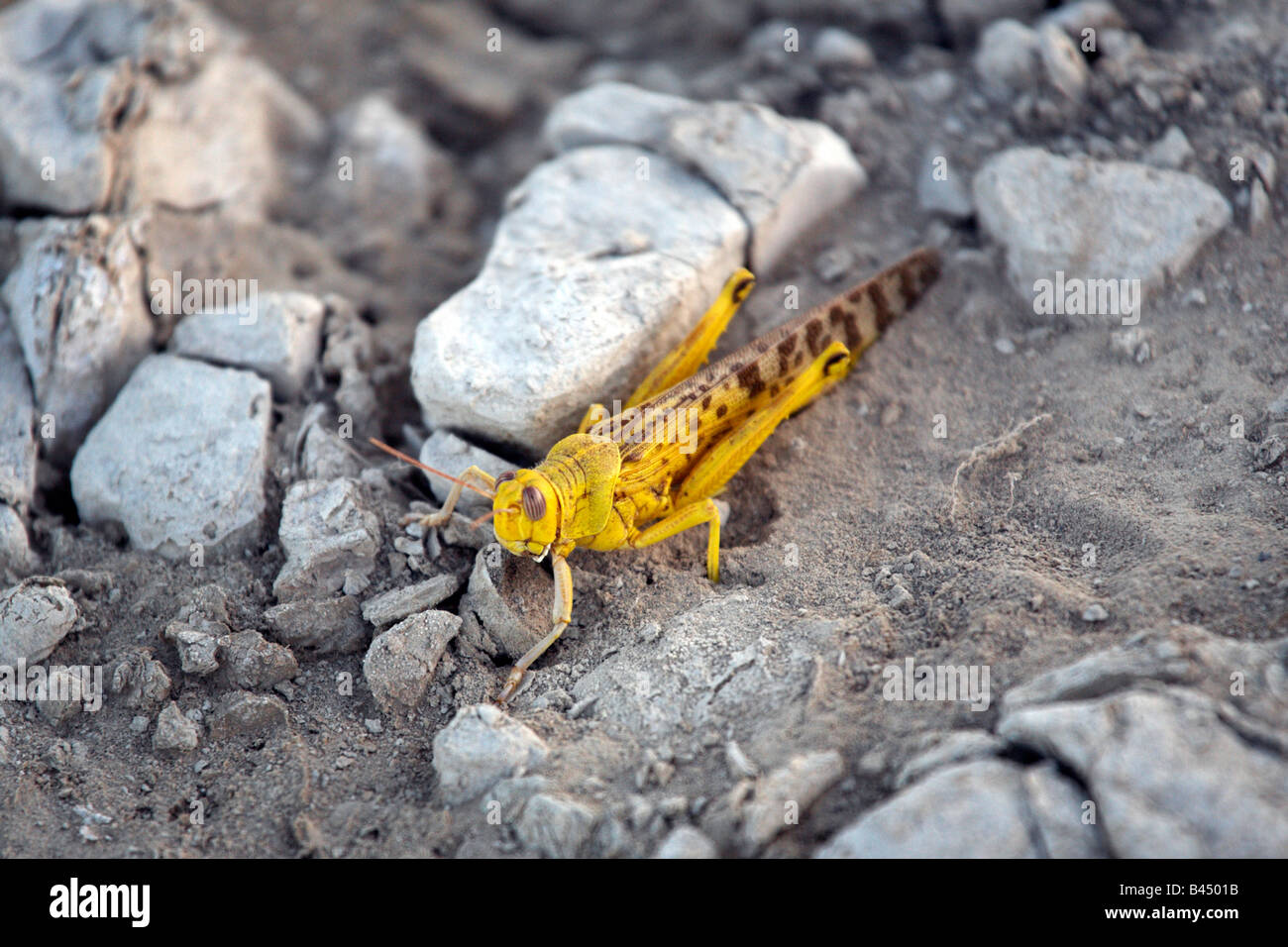 Locust pictured in Djibouti, Africa Stock Photo - Alamy