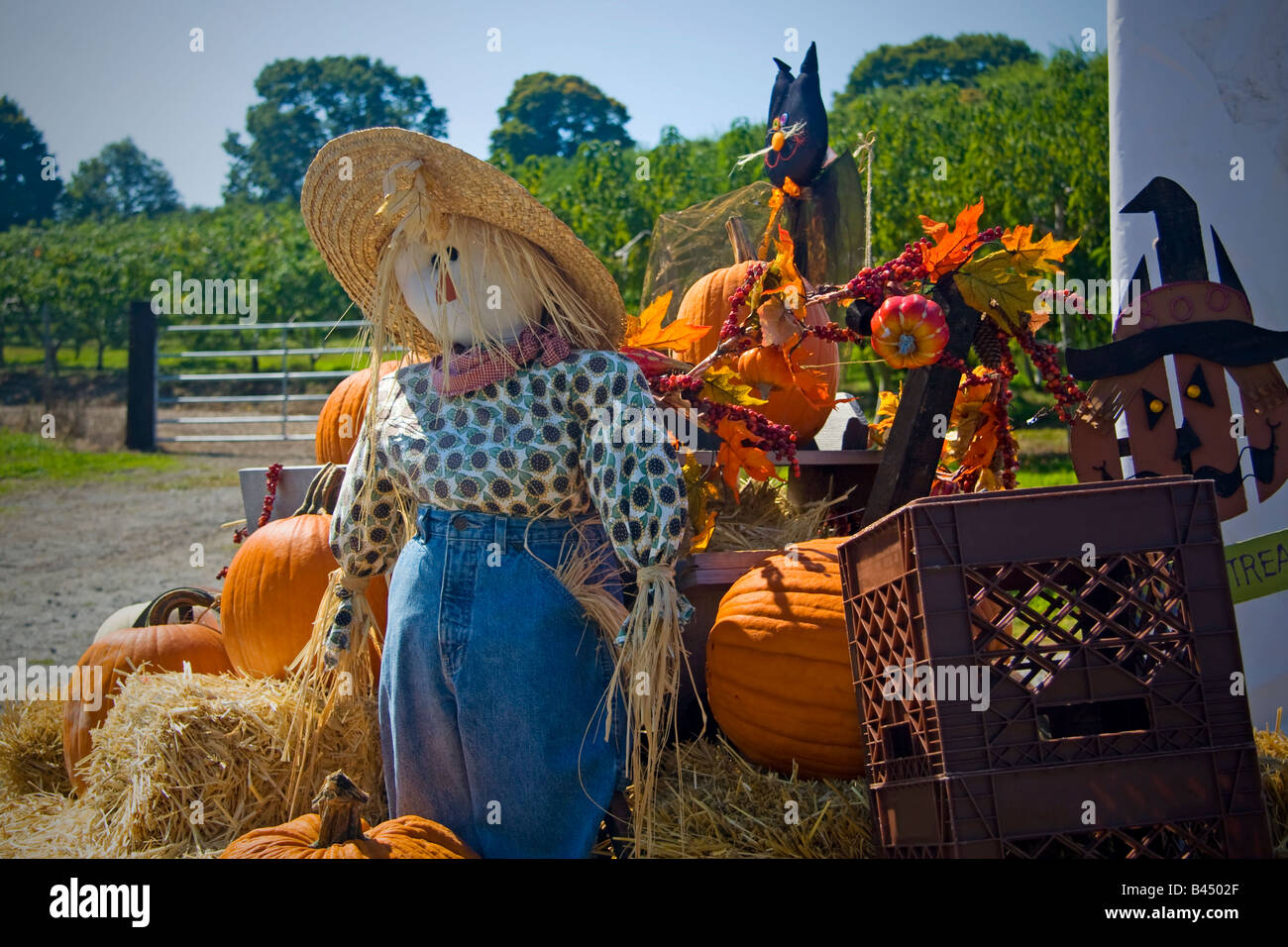 Halloween thanksgiving scarecrow sitting on a hay bail with pumpkins in ...