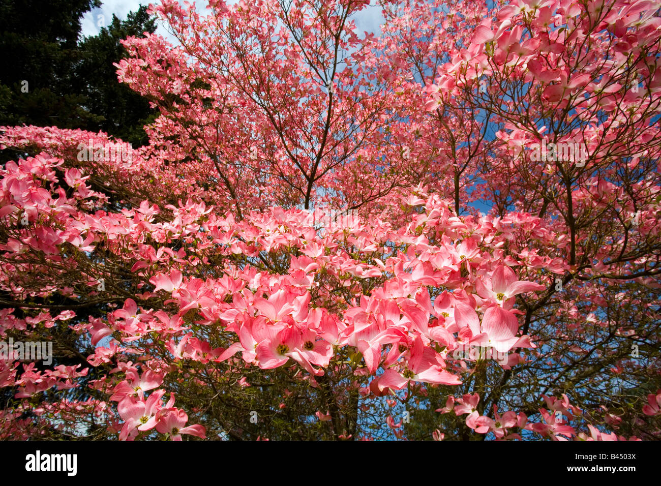 Spring Dogwood tree Stock Photo - Alamy