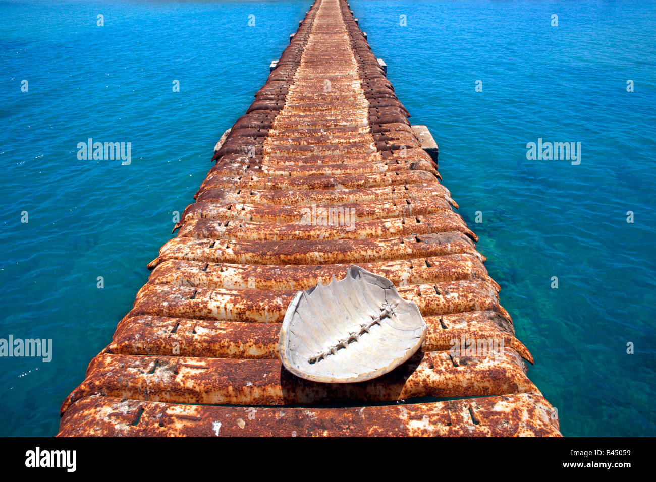 Turtle shell on a jetty, Massawa, Eritrea Stock Photo - Alamy