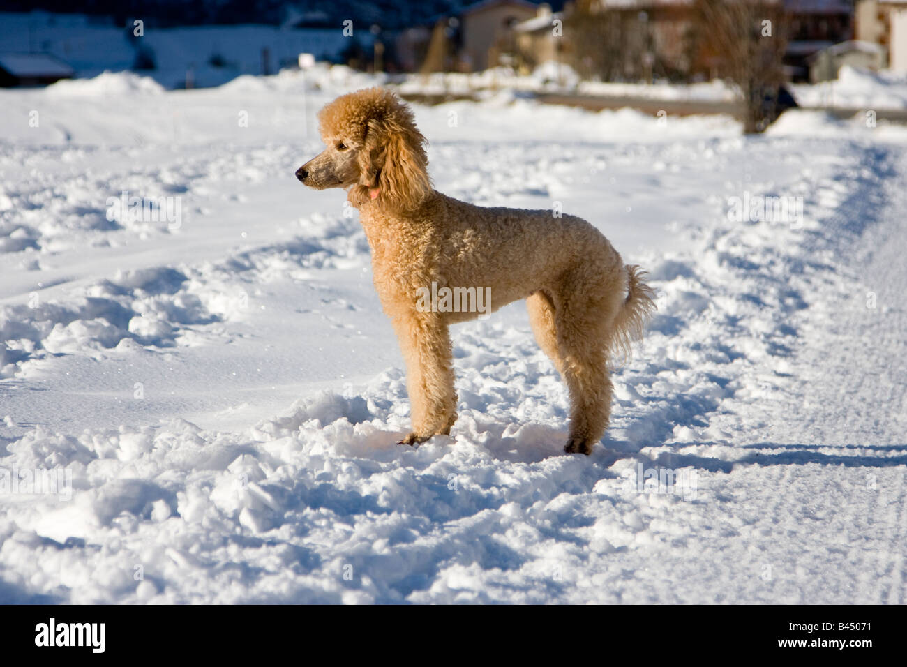 Poodle female hi-res stock photography and images - Alamy