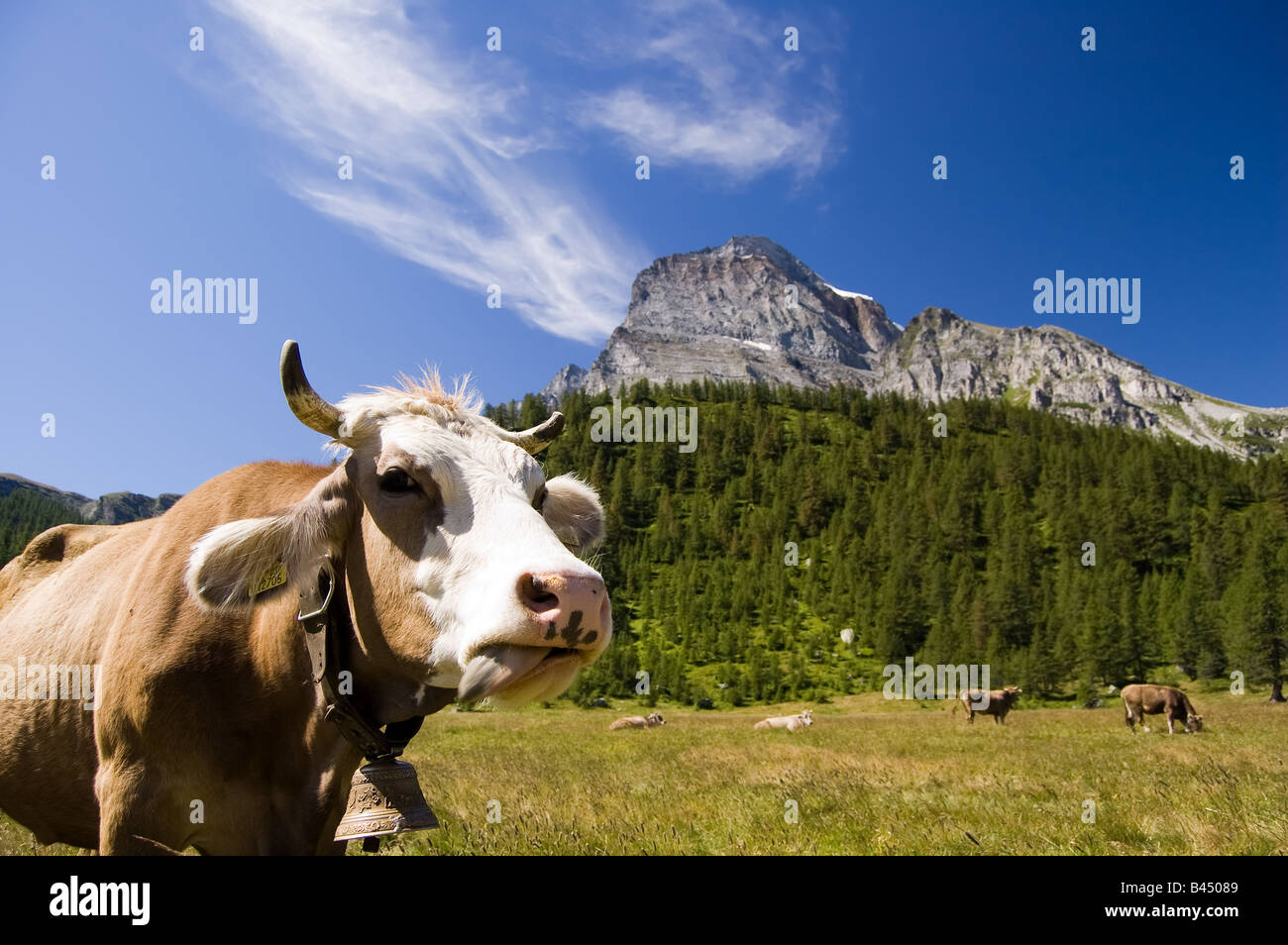A cow is moving the big tongue in an alpine pasture, Alpe Veglia ...