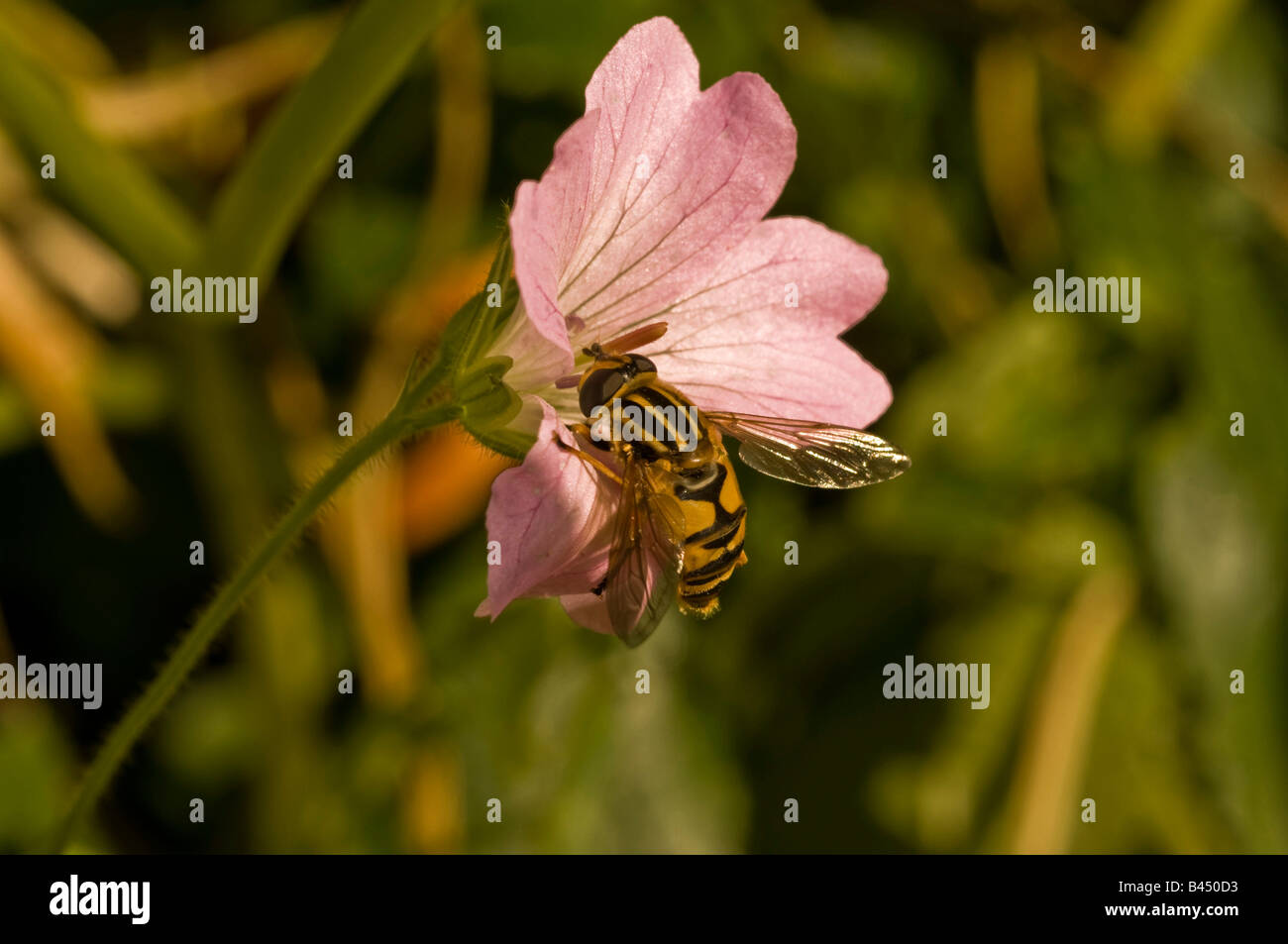 Close up hover fly hi-res stock photography and images - Alamy
