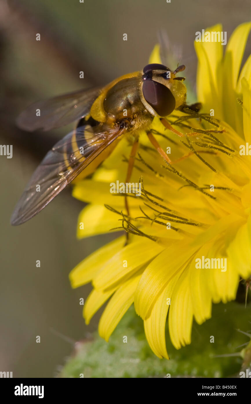 Syrphus ribesii hi-res stock photography and images - Alamy