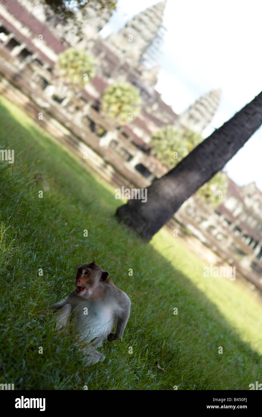 A monkey scratching itself outside Angkor Watt Stock Photo - Alamy