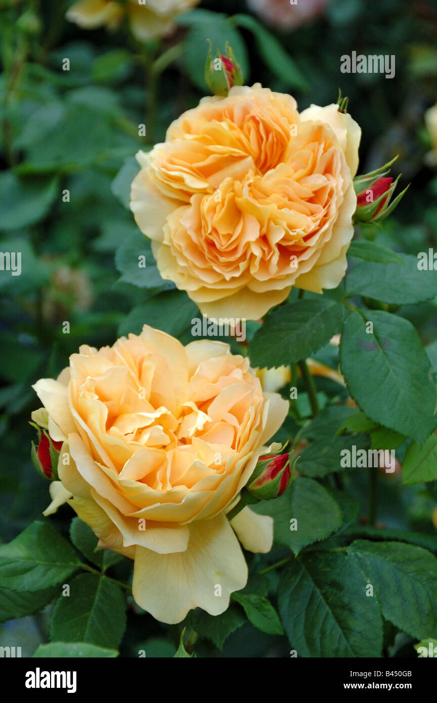 Rosa "Golden Celebration" rose Stock Photo - Alamy