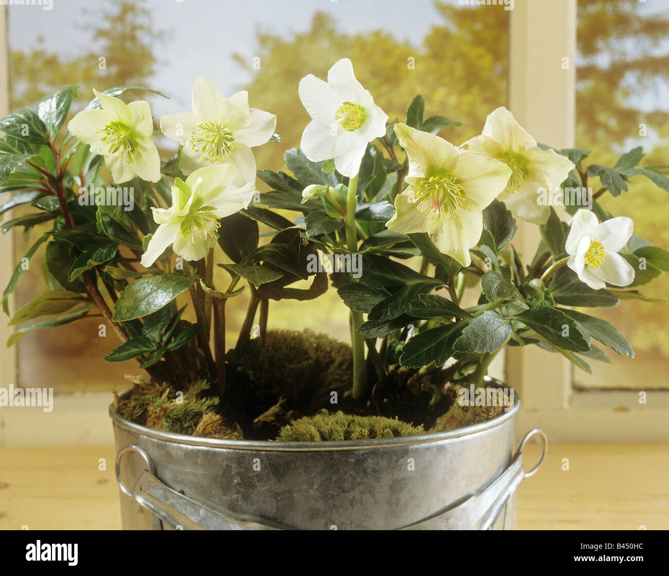 Hellebores and pot hi-res stock photography and images - Alamy