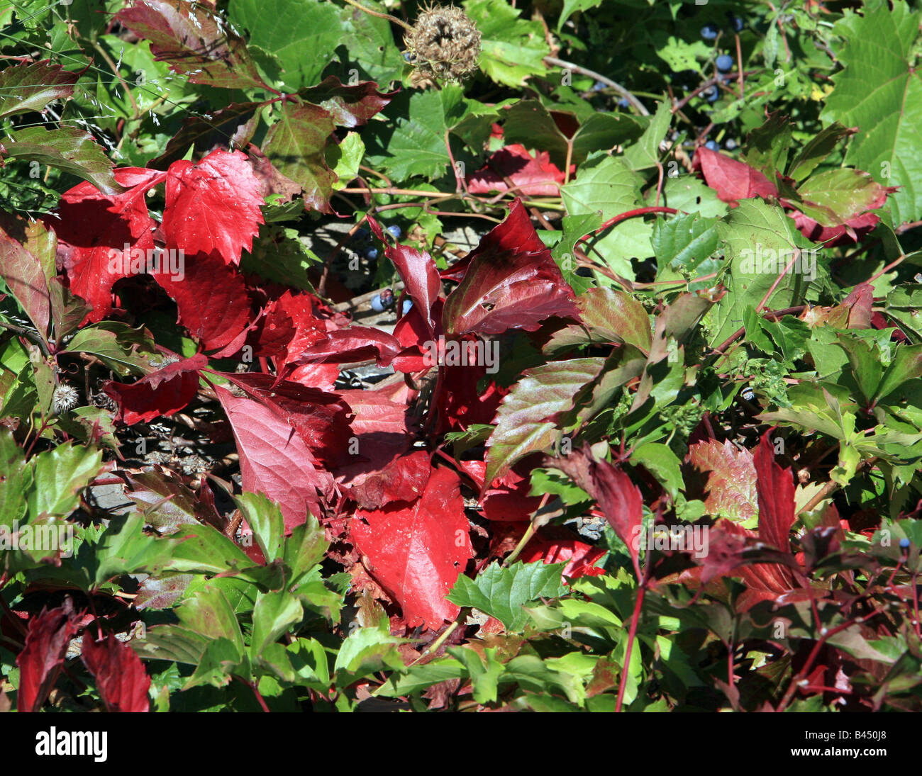 A splash of fall color colour in the forest Stock Photo - Alamy
