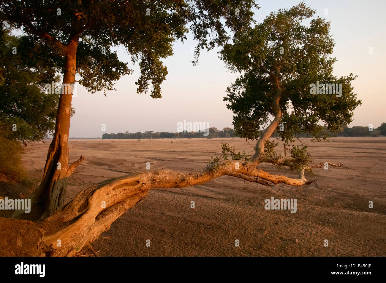 The Shashe River near the confluence with the Limpopo River Sycamore ...