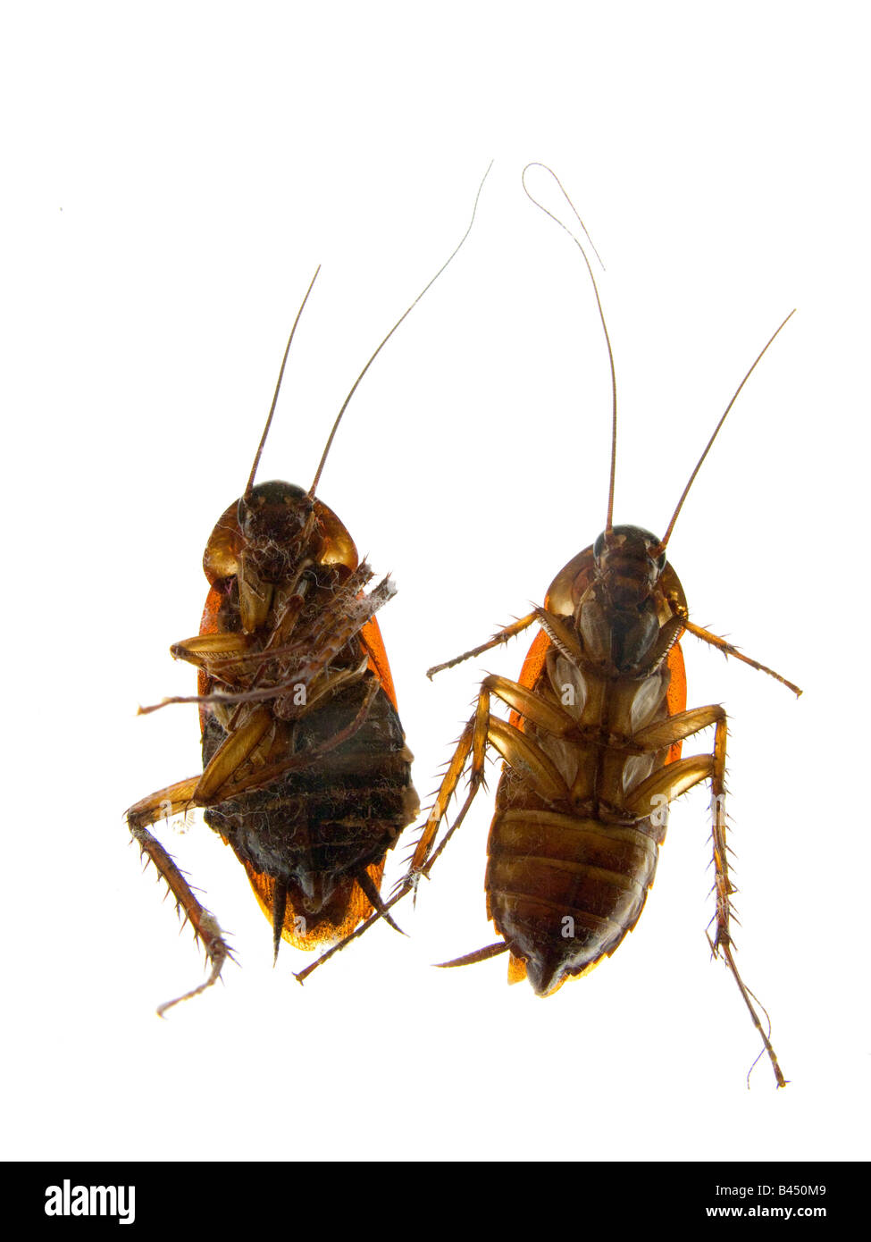 ´roaches´ Cut Out Stock Images & Pictures - Alamy