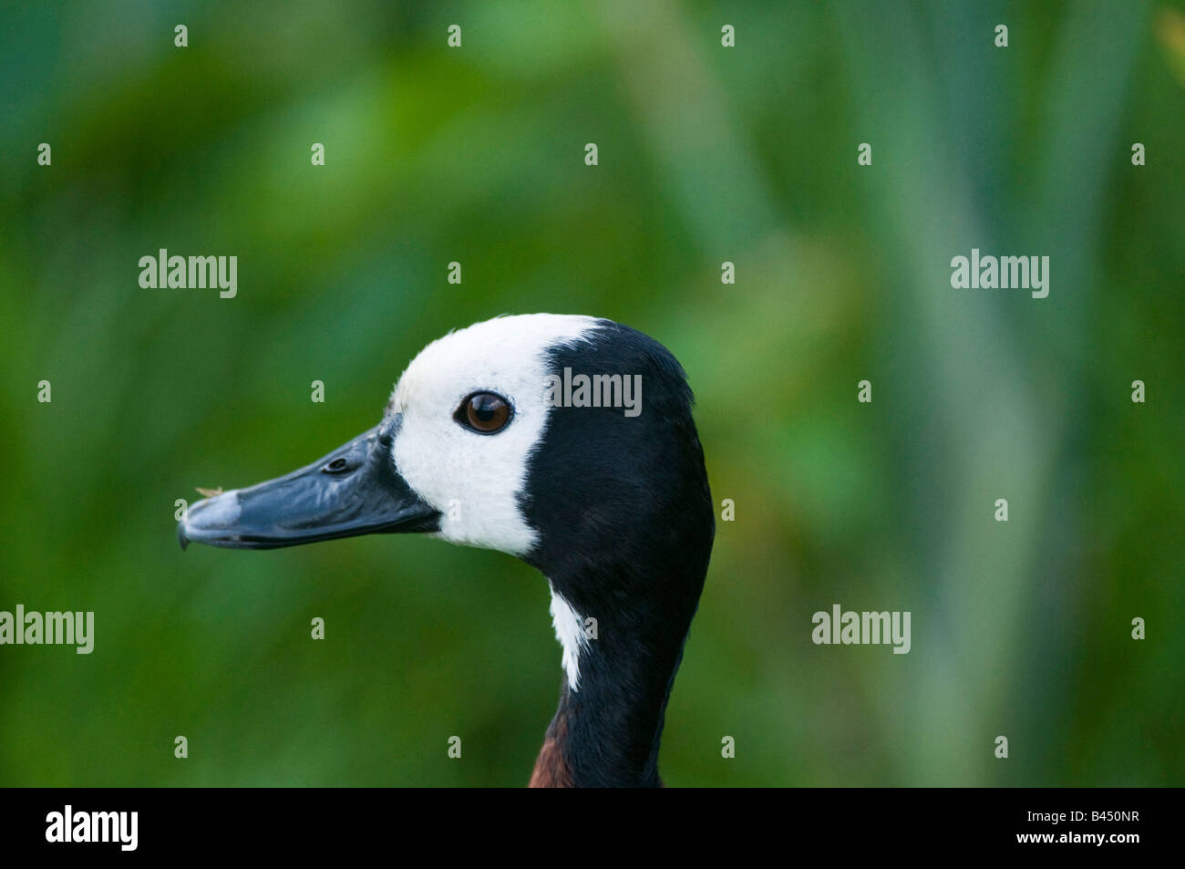 A head shot of The Magpie duck Stock Photo - Alamy