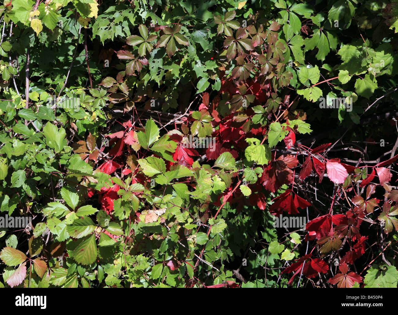 A splash of fall color colour in the forest Stock Photo - Alamy