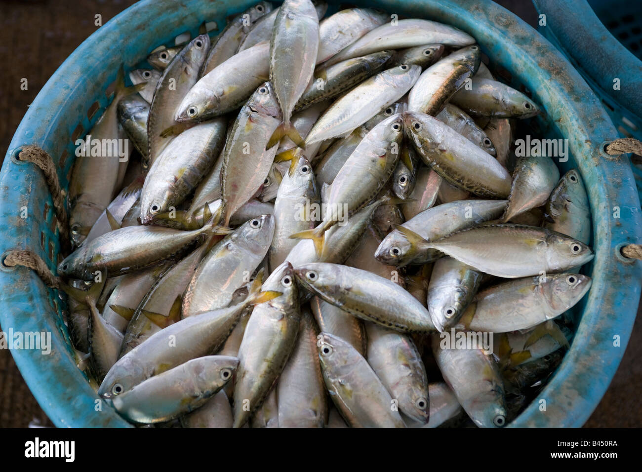 Local Fish Catch Hua Hin Thailand Stock Photo - Alamy