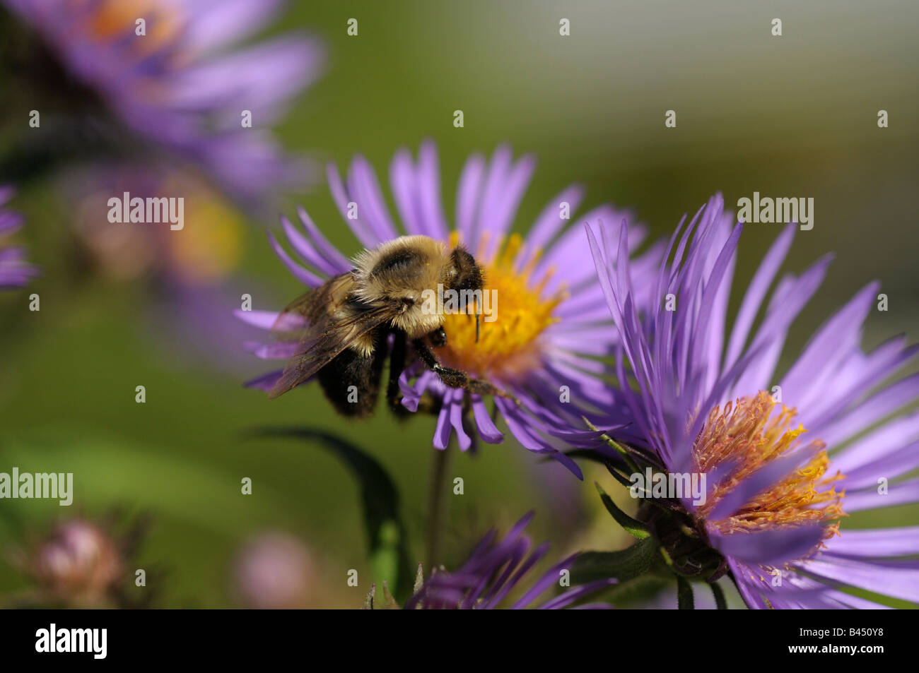 Bee collecting nectar from blue aster Stock Photo - Alamy
