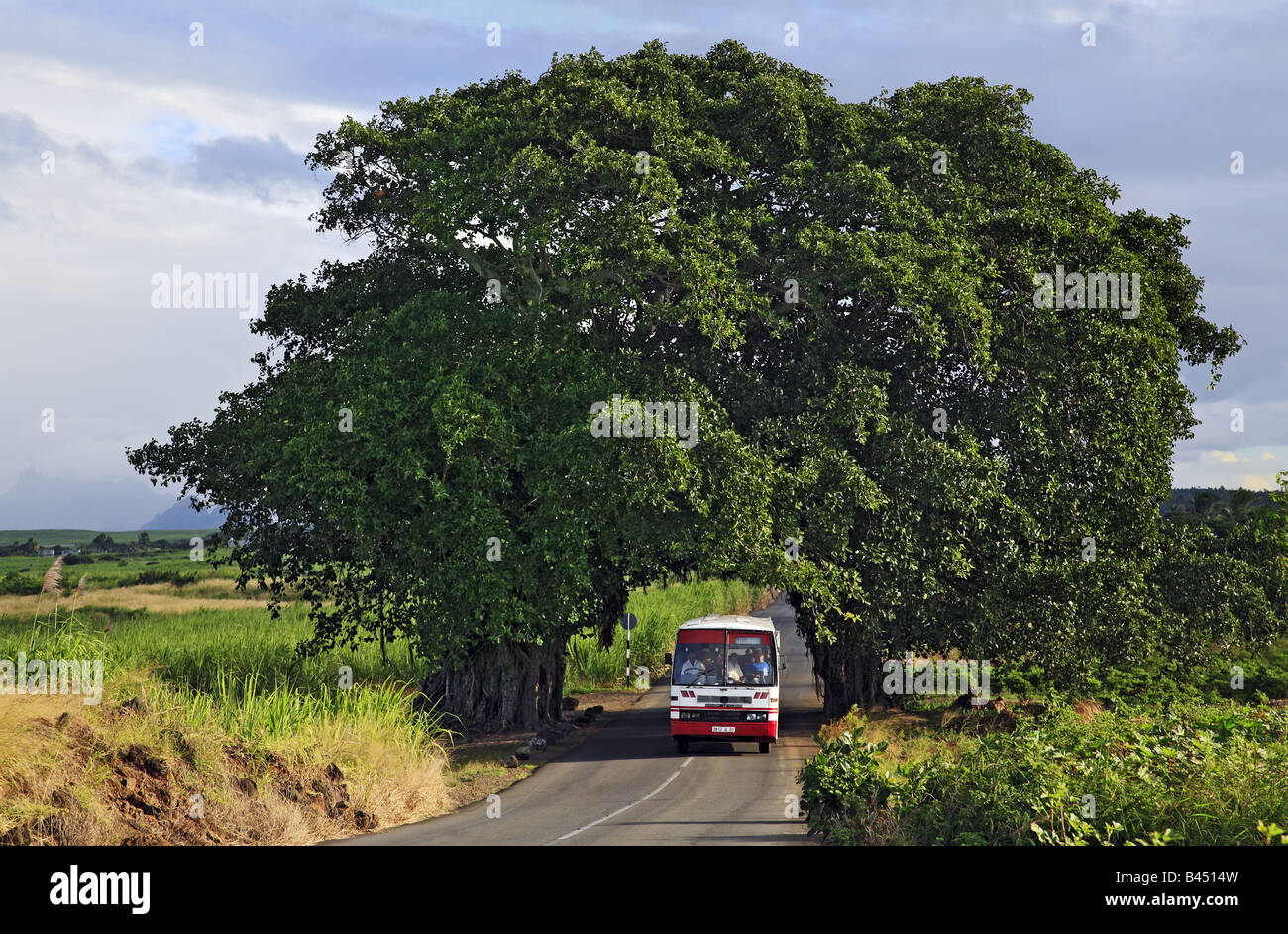 Ficus trees road hi-res stock photography and images - Alamy