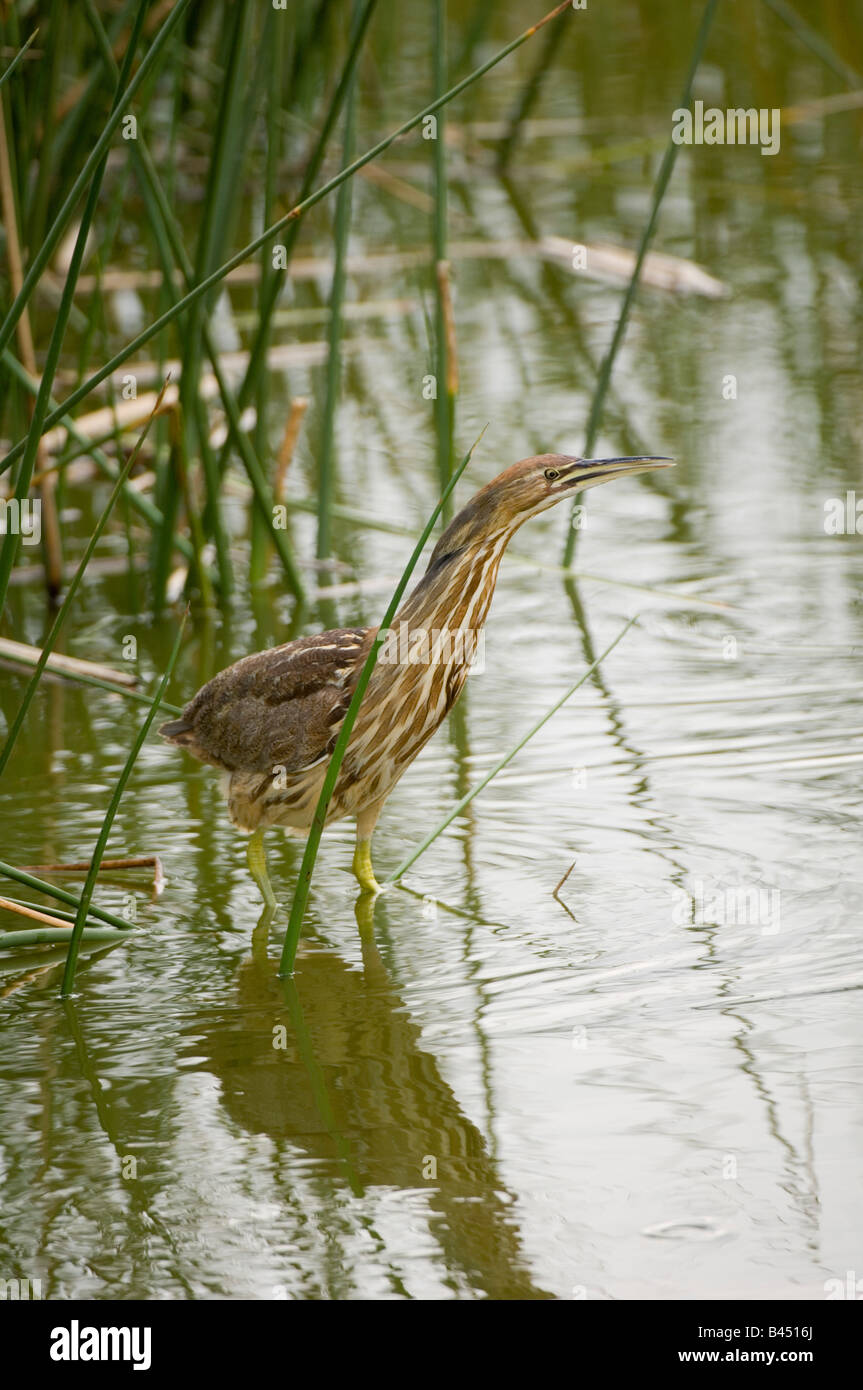 Bittern in reeds hi-res stock photography and images - Alamy