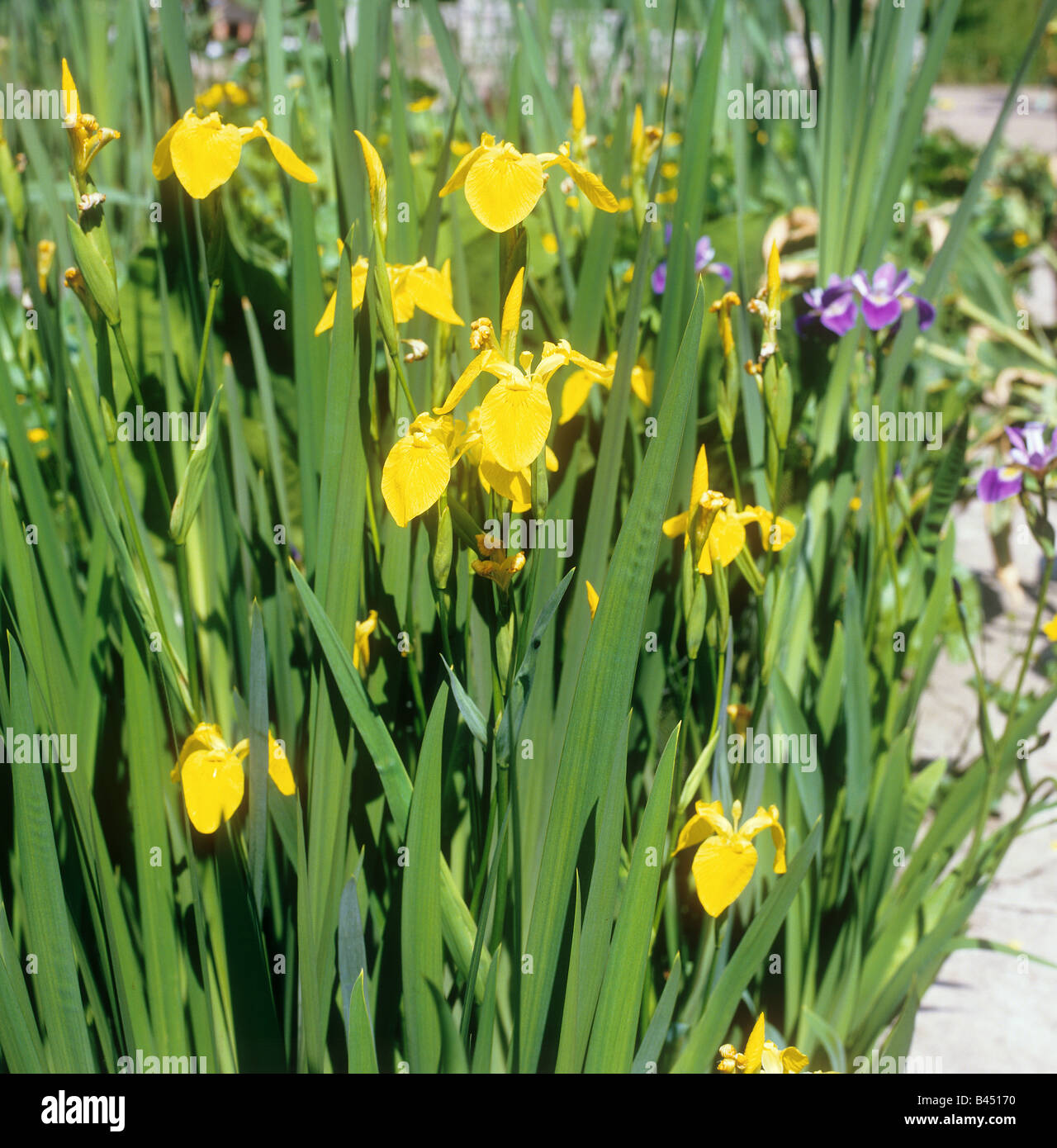 yellow Irises / Iris pseudacorus Stock Photo - Alamy
