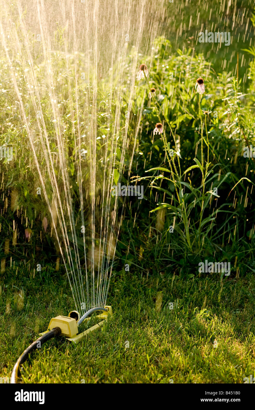 Sprinkler in yard watering flowers Stock Photo - Alamy