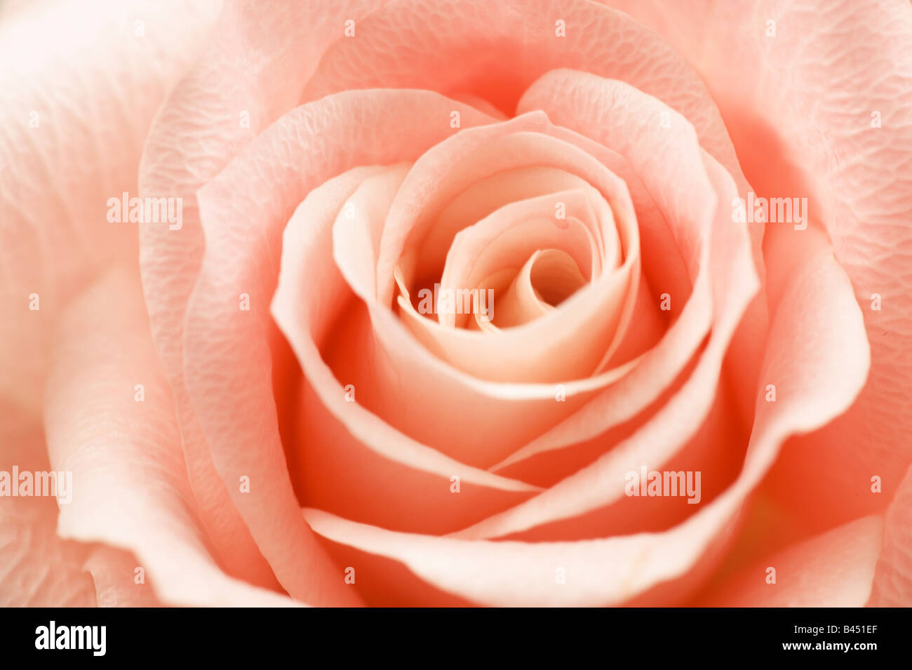 Peach Rose Flower Stock Photo - Alamy