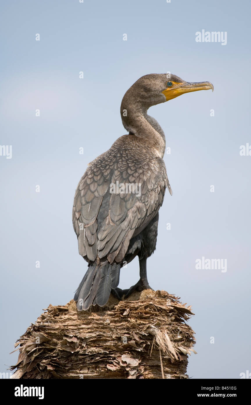 Cormorant water hi-res stock photography and images - Alamy