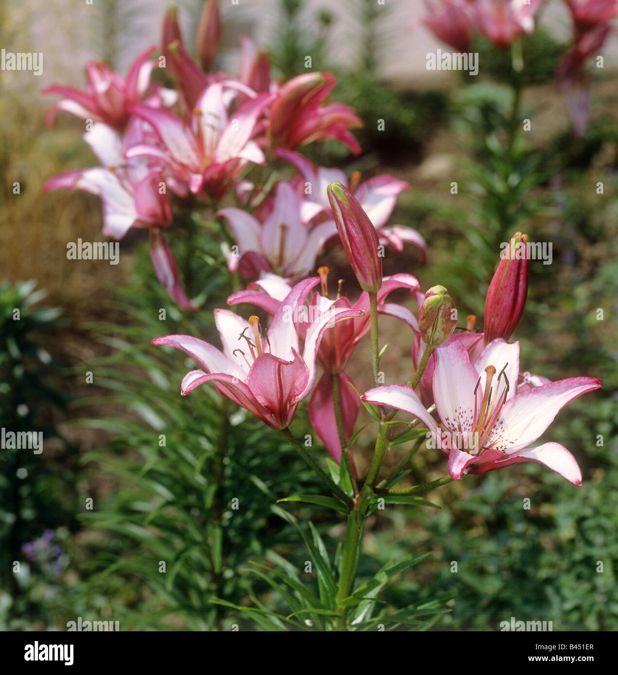 Lilium rosa hi-res stock photography and images - Alamy