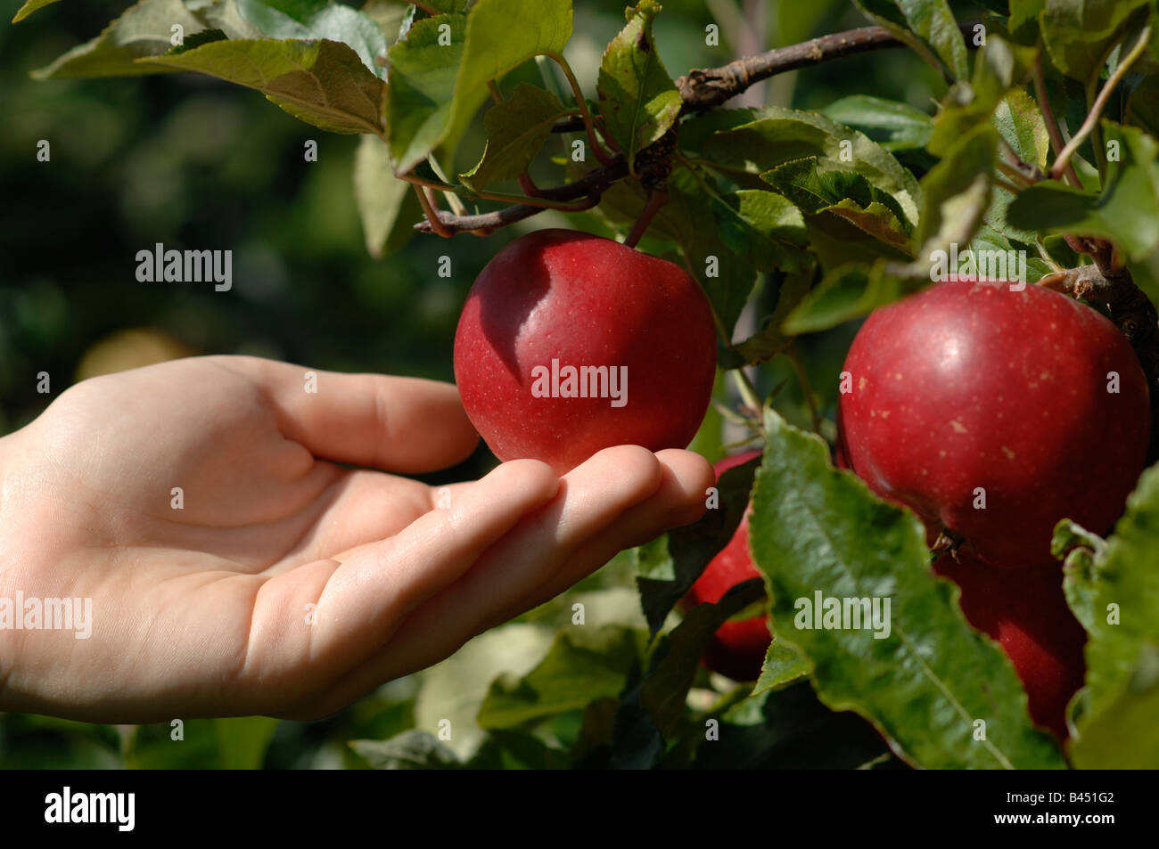 Saltwood High Resolution Stock Photography and Images - Alamy