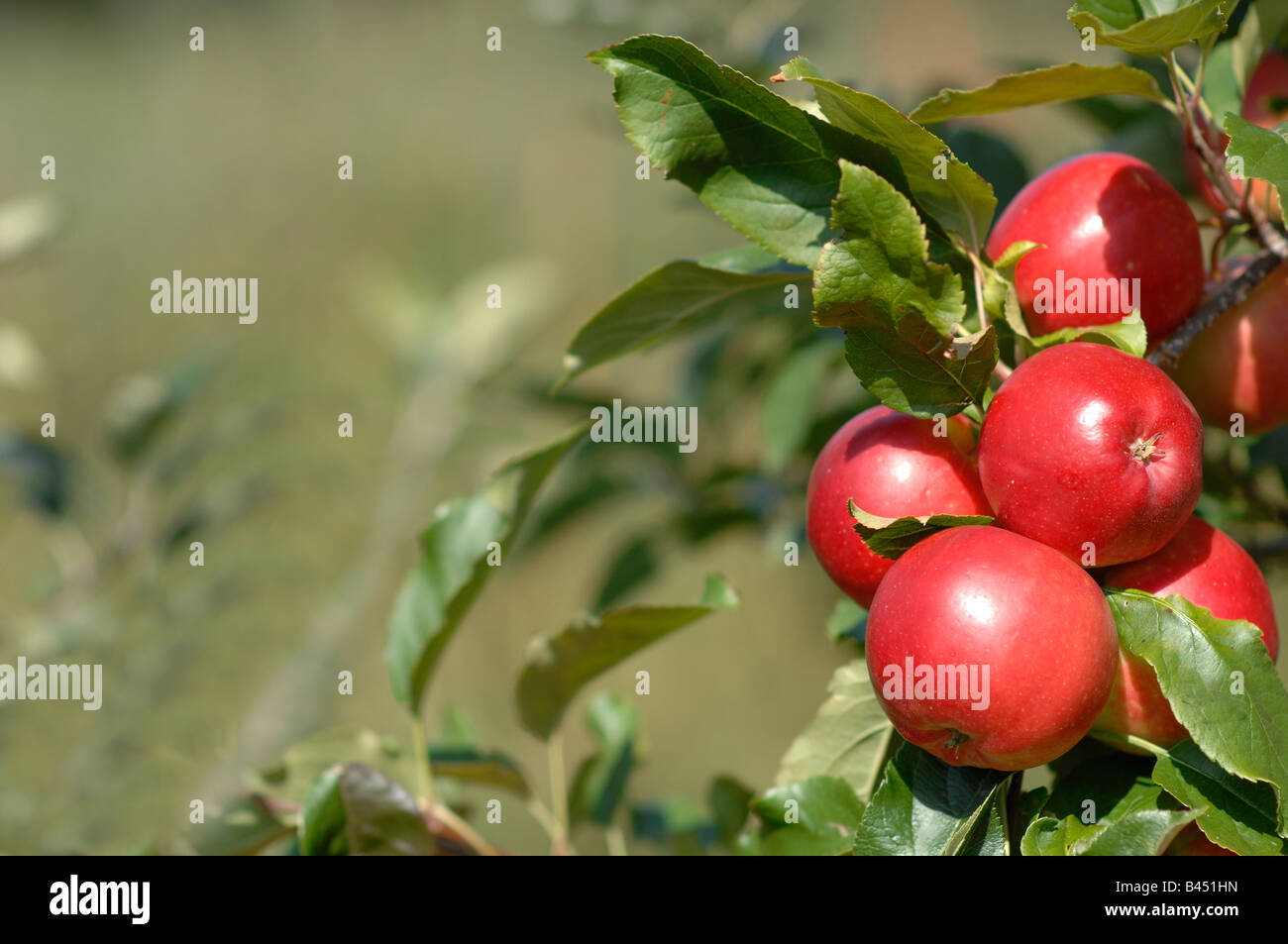 Kent apple discovery hi-res stock photography and images - Alamy