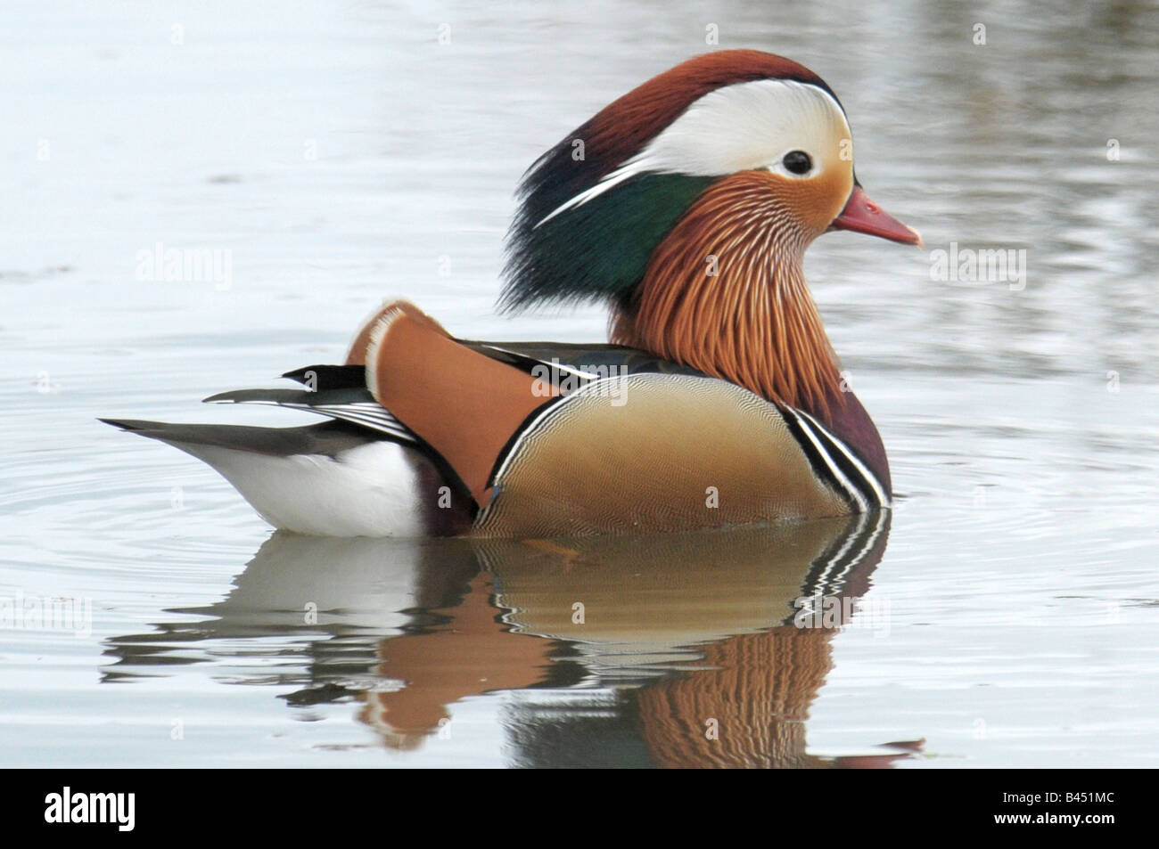 Bird in Richmond Park London England Stock Photo - Alamy