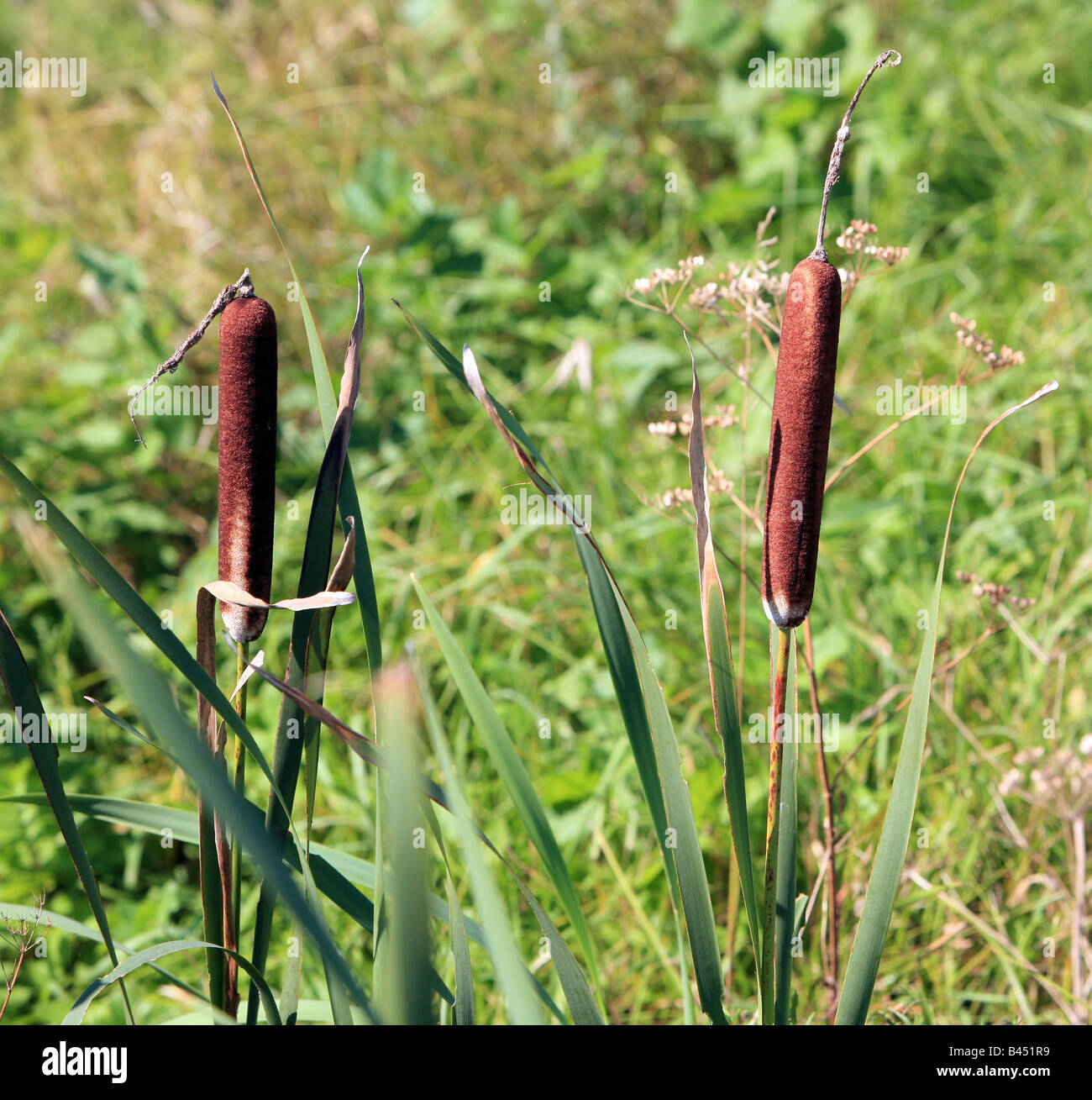 Close up of two common cattails on the edge of a marsh Stock Photo - Alamy