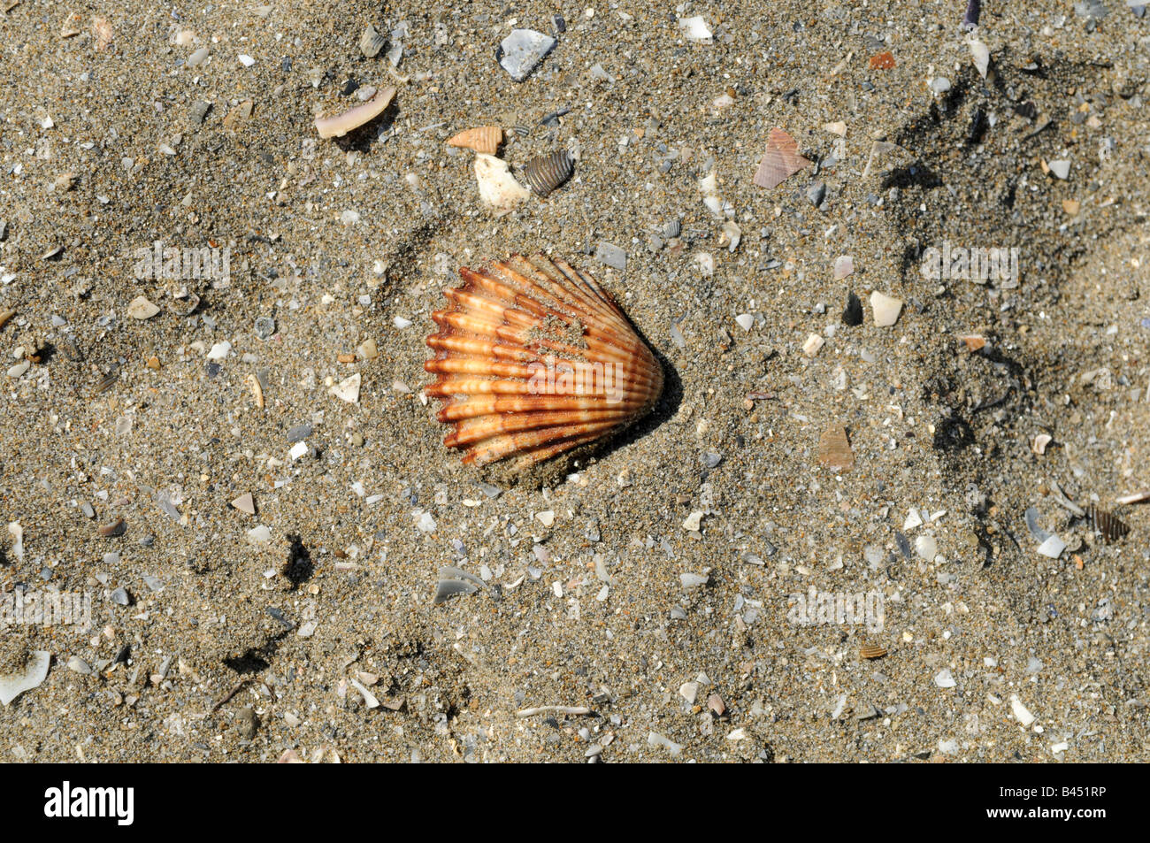 Shells Venice Italy Stock Photo - Alamy