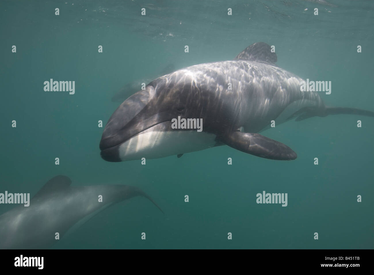 Hector's Dolphin ( Cephalorhynchus hectori Stock Photo - Alamy