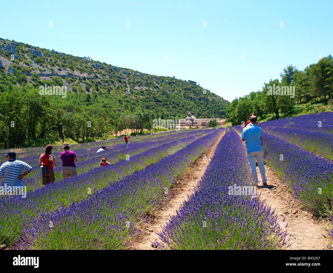 lavender, Abbaye de Senanque, monastery, Provence, France Stock Photo ...