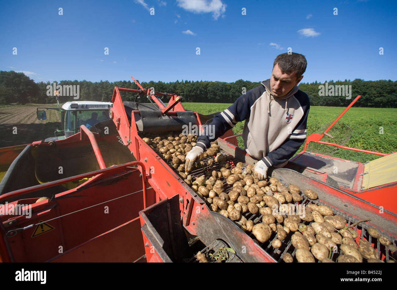 Polish seasonal worker during the harvest of potatoes on a digging ...