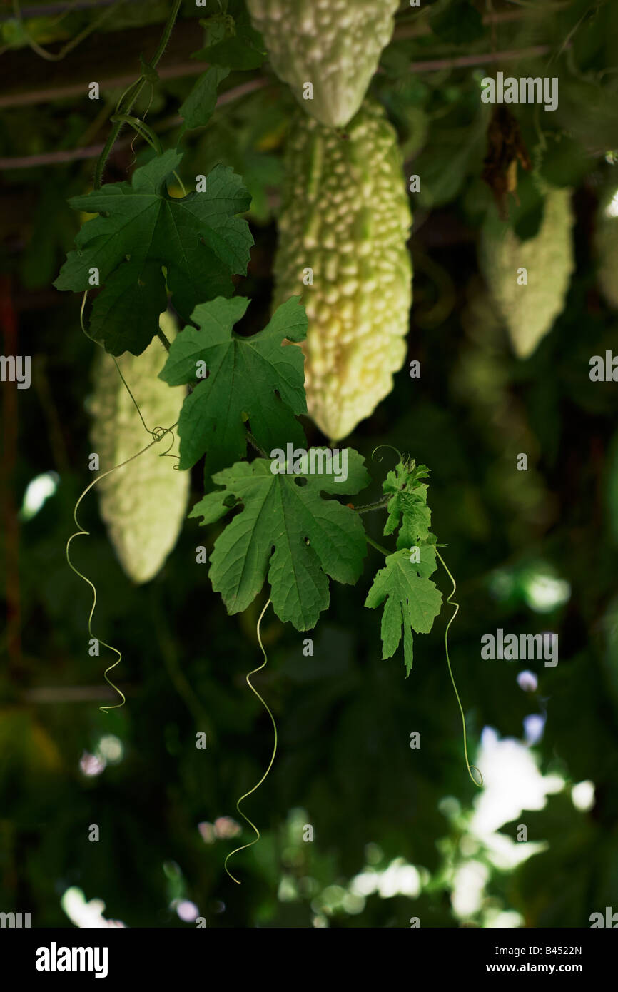 Ampalaya hi-res stock photography and images - Alamy