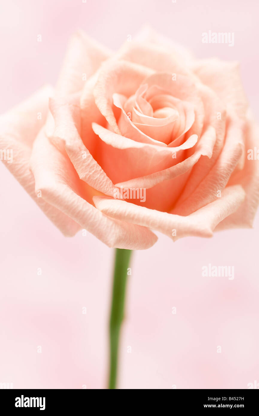 Peach Rose Flower Stock Photo - Alamy
