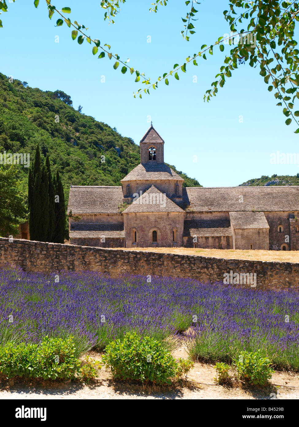 lavender, Abbaye de Senanque, monastery, Provence, France Stock Photo ...